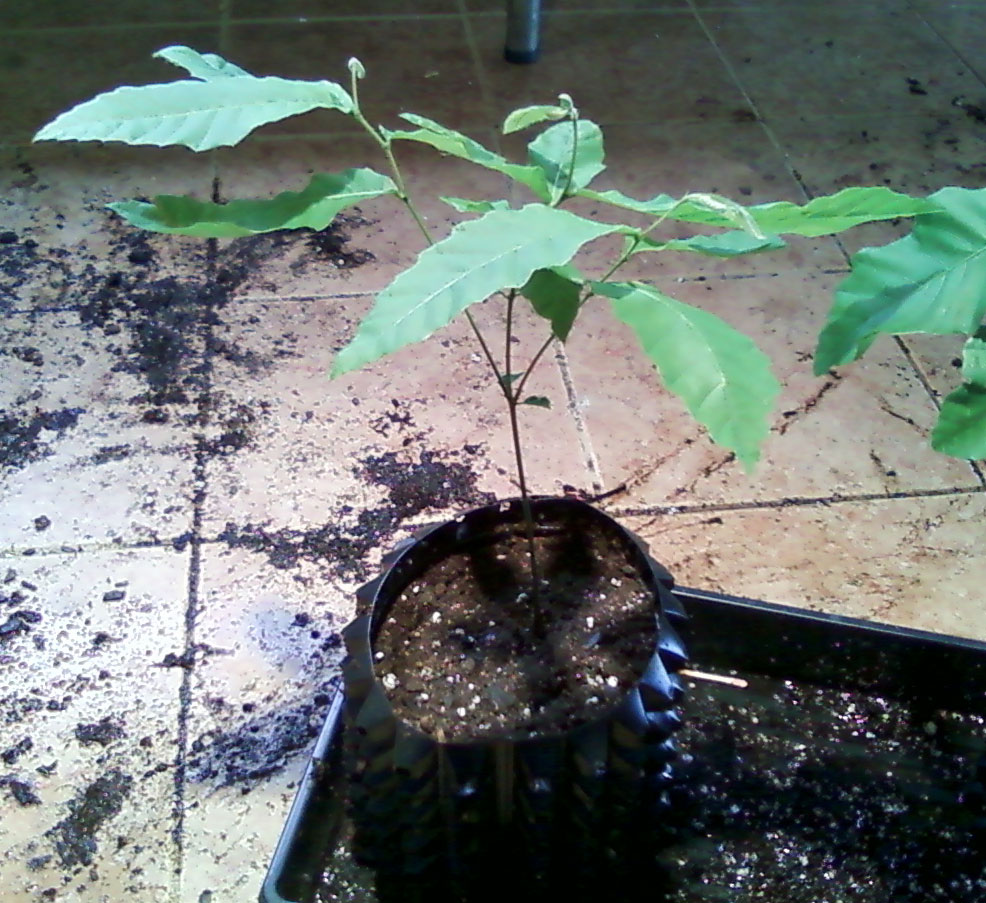 Assembling Rootmaker 1 Gallon Pots | Wildlife Habitat - Lets talk.....